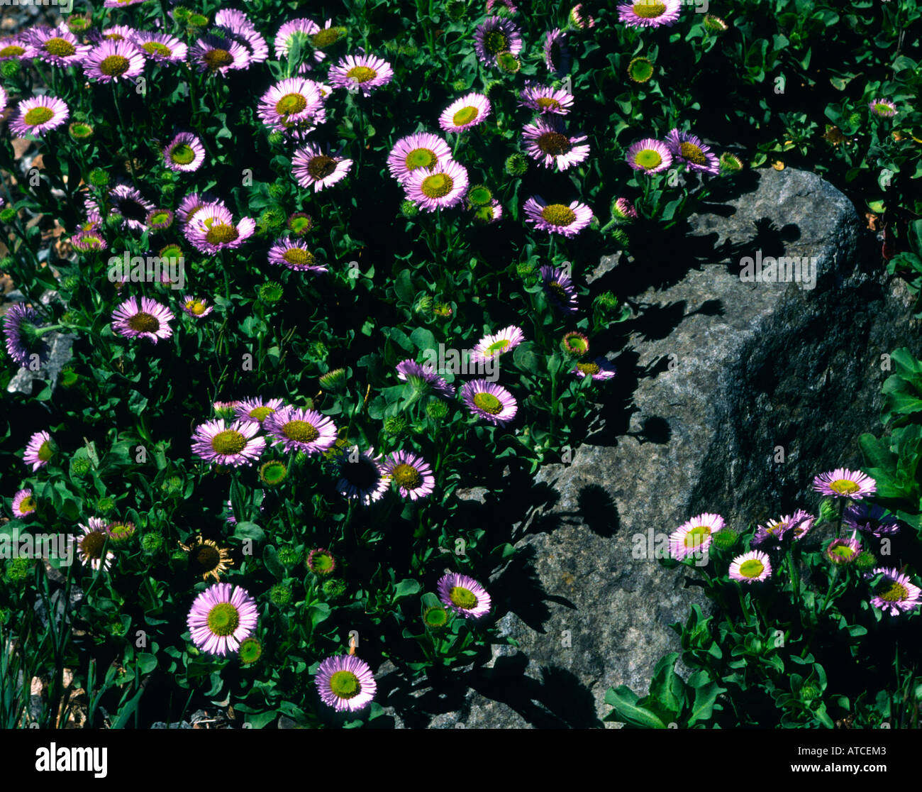 Daisies plants flowers california hi-res stock photography and images ...