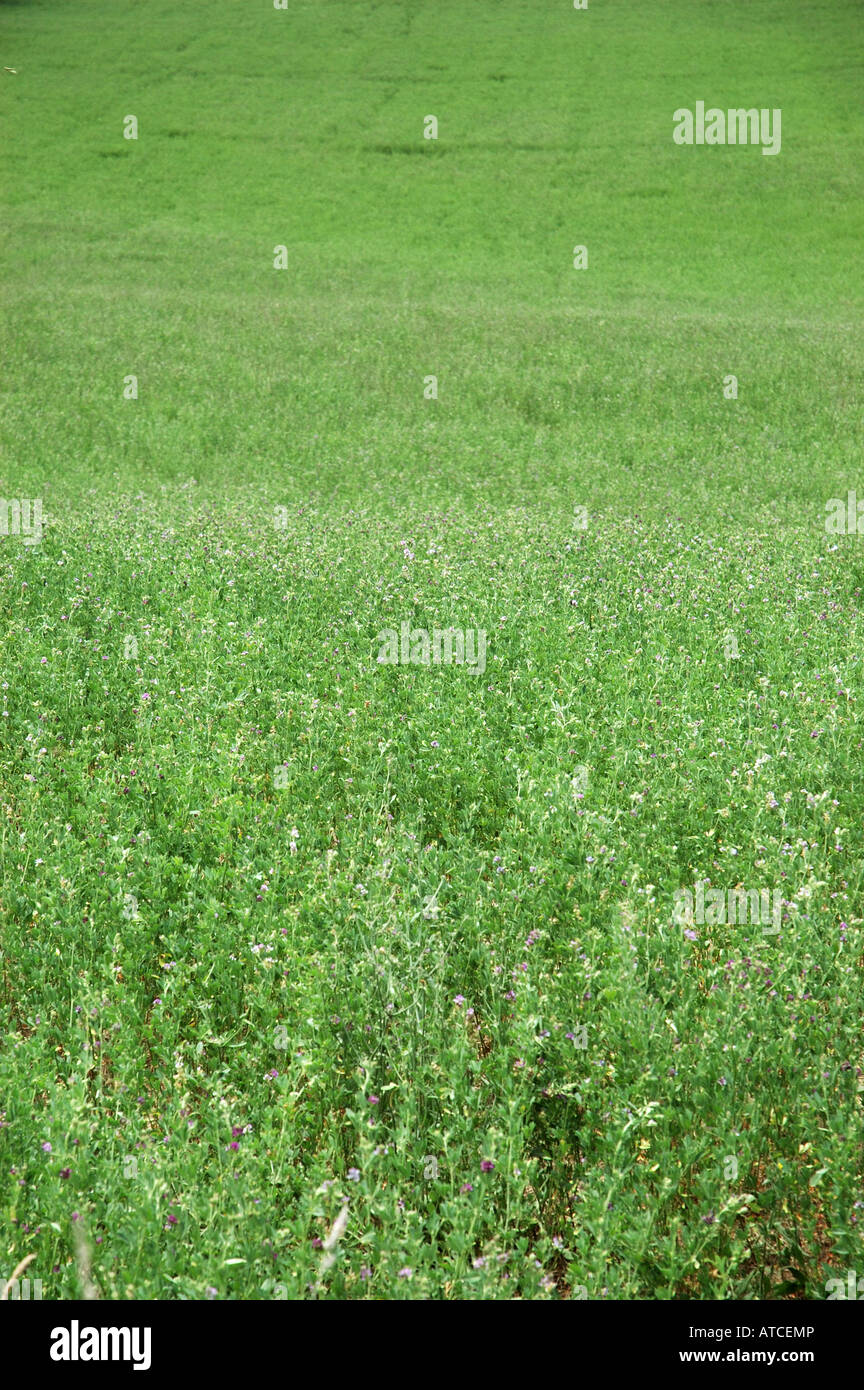 Green Field and flowers Stock Photo - Alamy