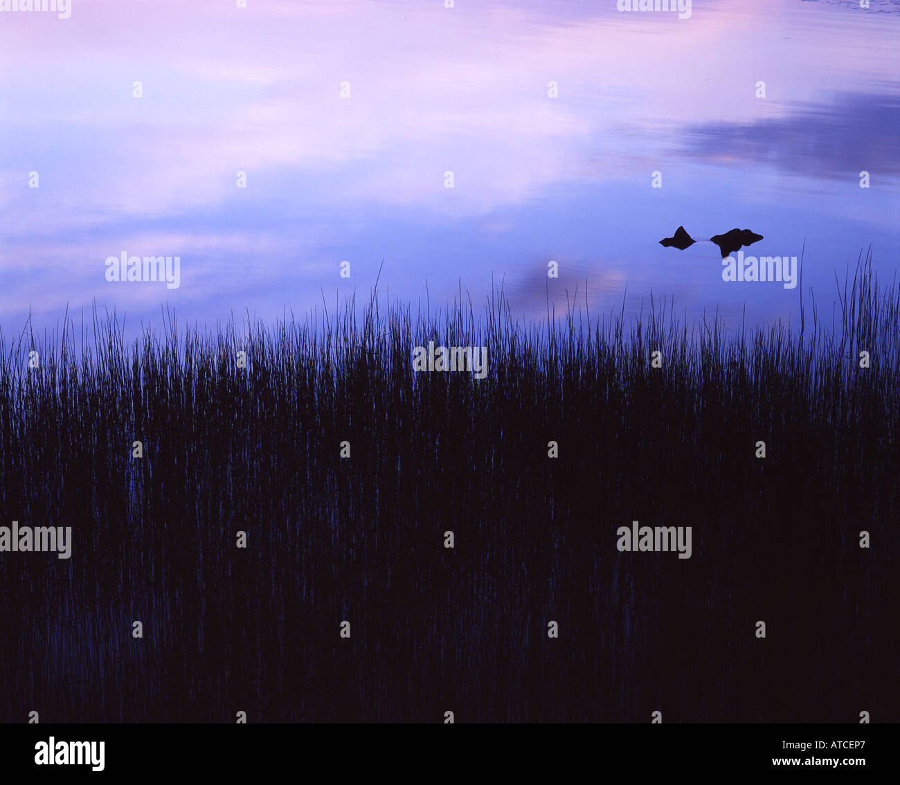 Reeds water hi-res stock photography and images - Alamy