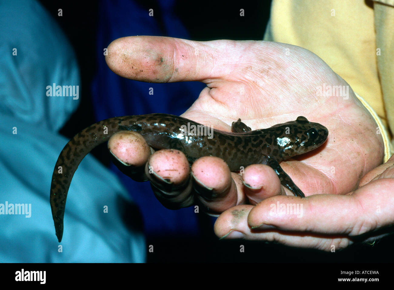 Pacific Giant salamander Dicamptodon enatus in hand Monte Bello Open ...