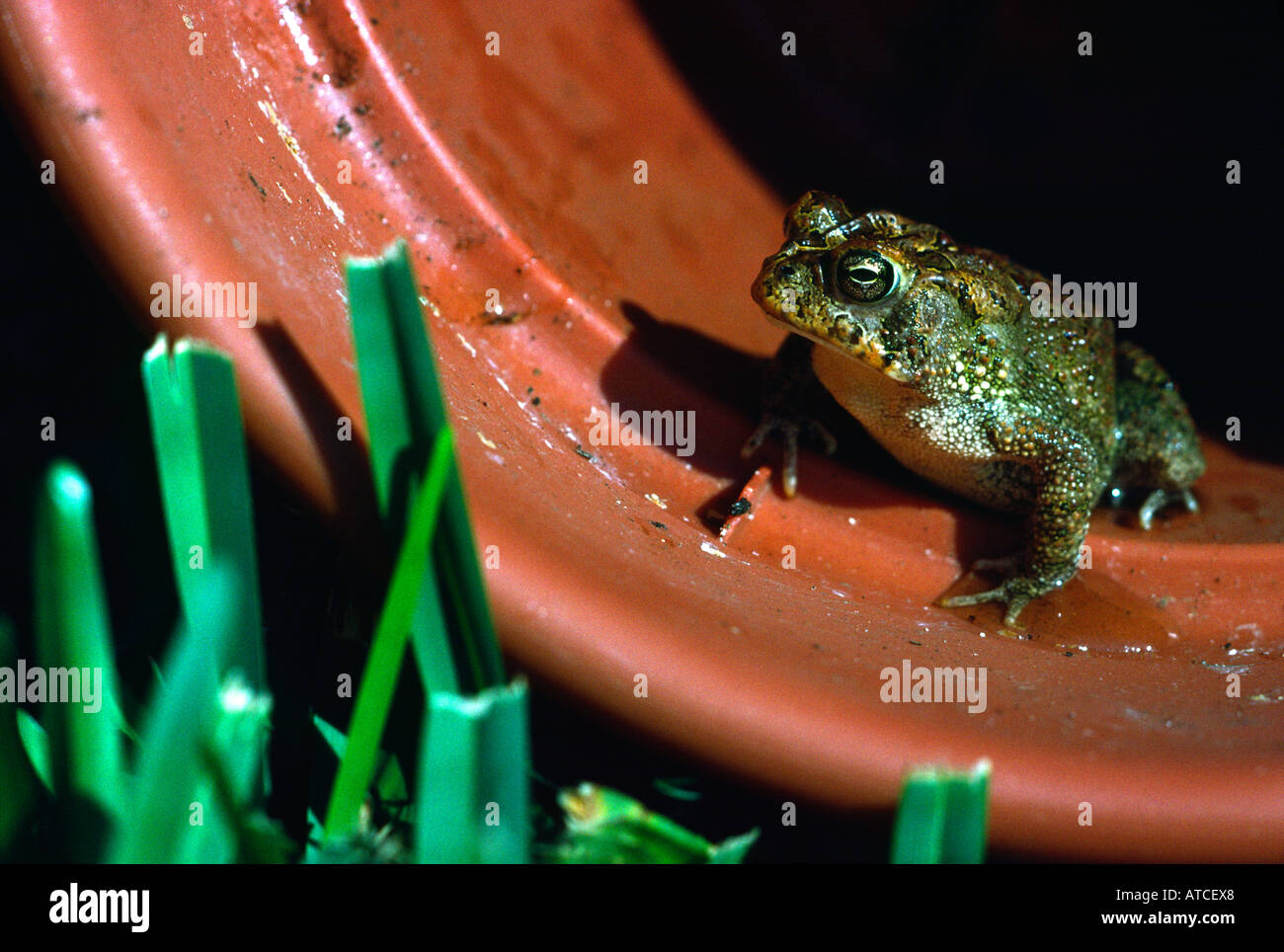 Southern toad Bufo terrestris hides in a backyard flower pot Bradenton ...