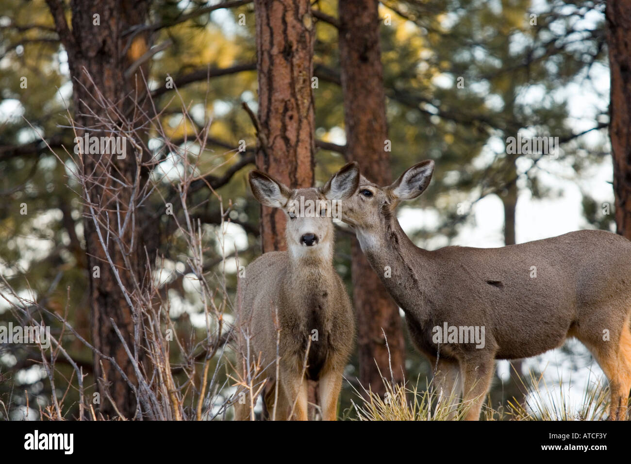 Harem scenes hi-res stock photography and images - Alamy