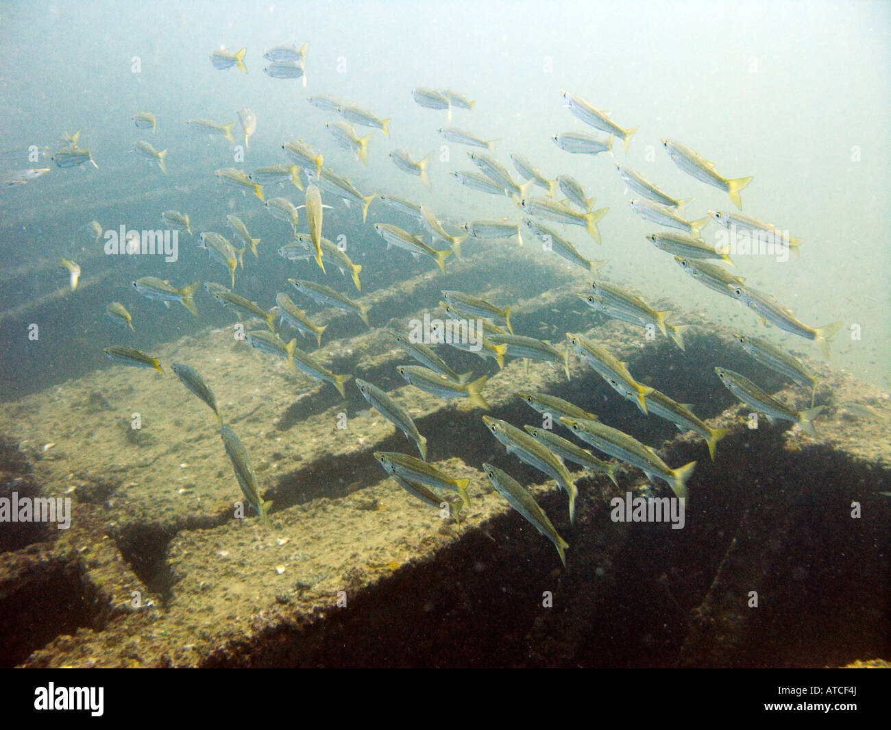 School of small yellowtail barracuda, Sphyraena flavicauda, over wreck ...