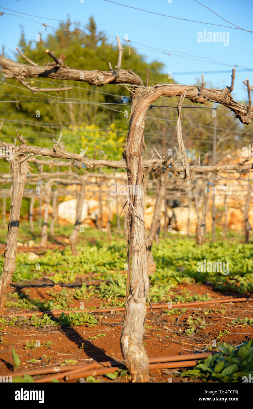 Pruned grapevine hi-res stock photography and images - Alamy