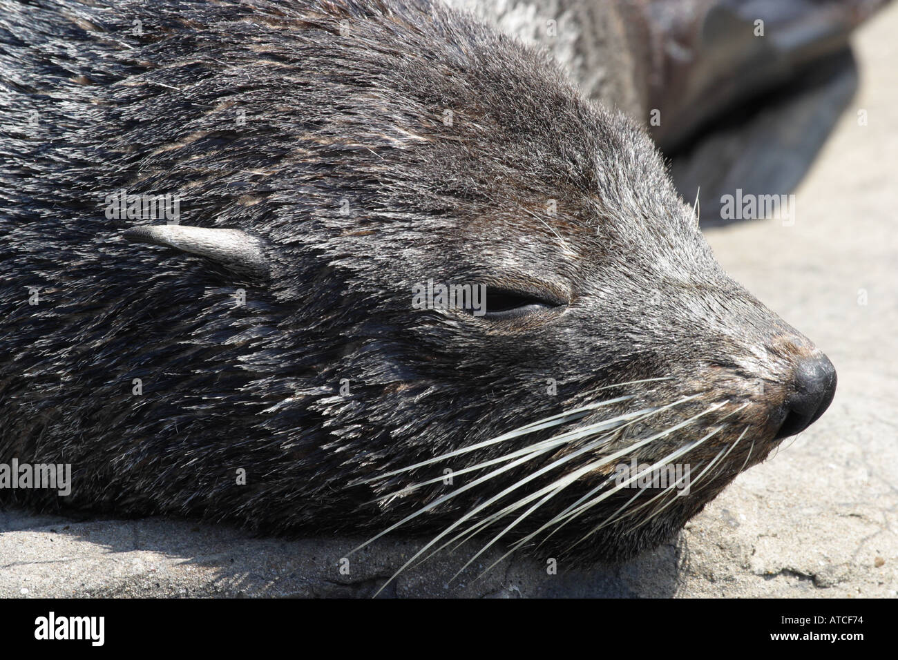 Seal resting in the summer sun Stock Photo - Alamy
