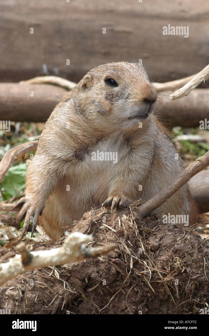 Gopher wood hi-res stock photography and images - Alamy