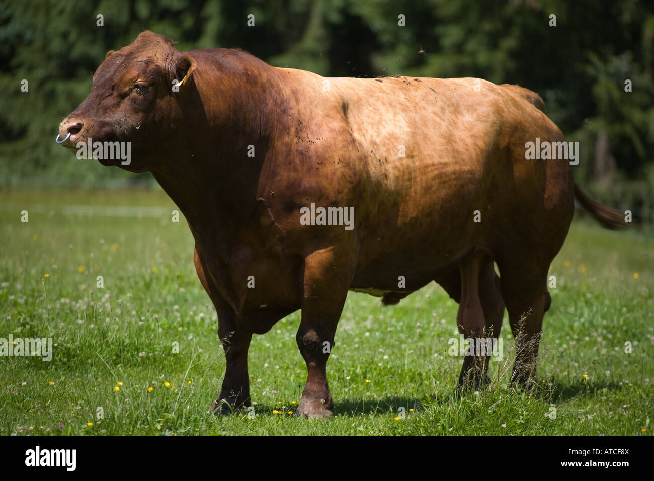 Bull on the pasture Stock Photo - Alamy