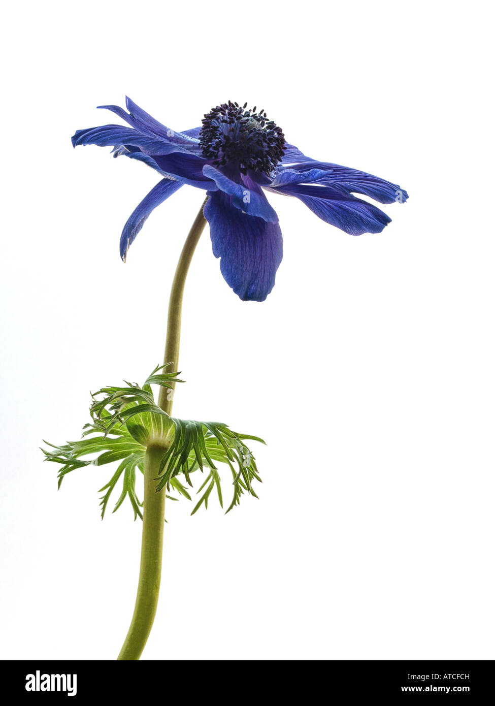 Single blue Anemone Stock Photo - Alamy