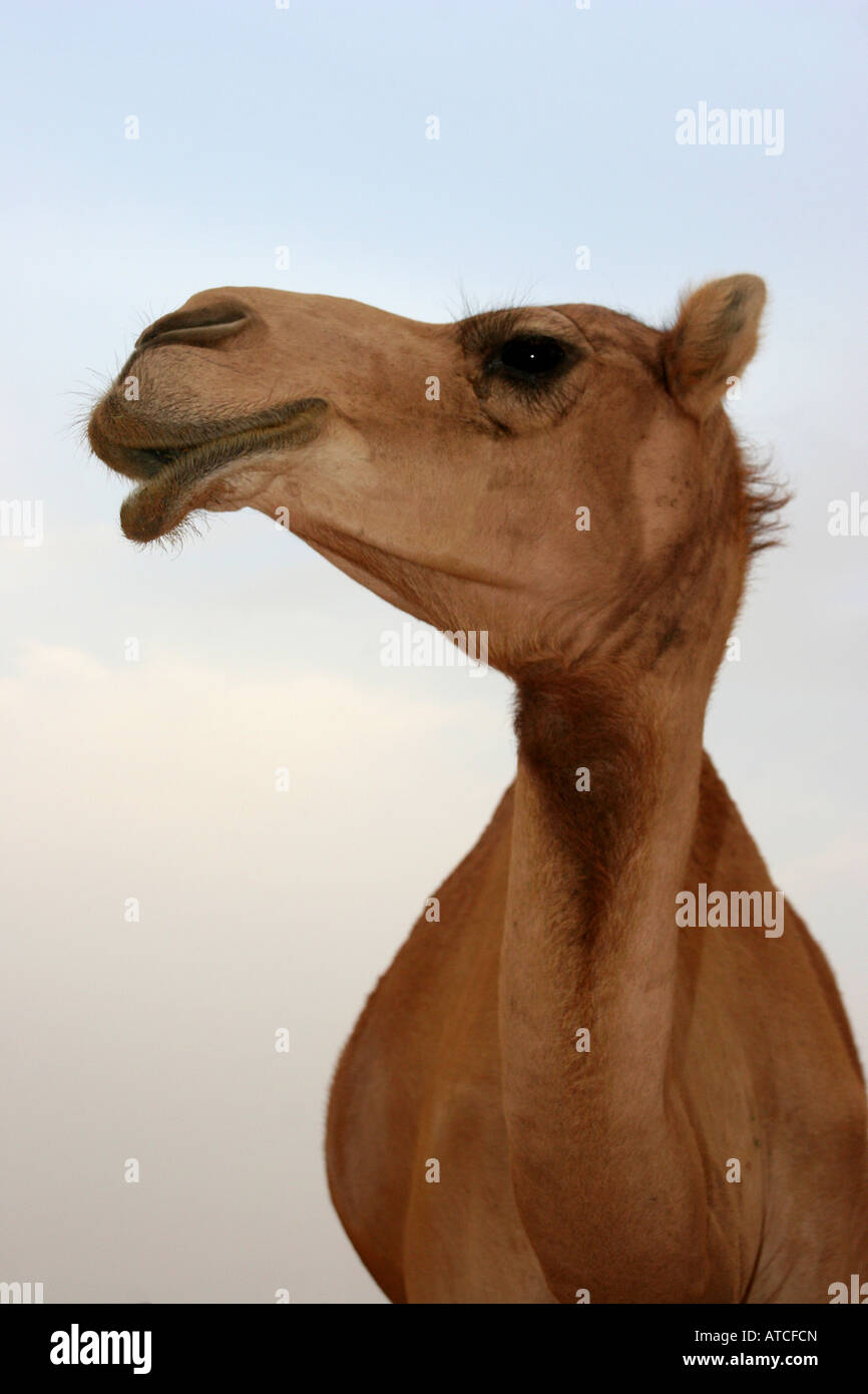 Arabian society hi-res stock photography and images - Alamy