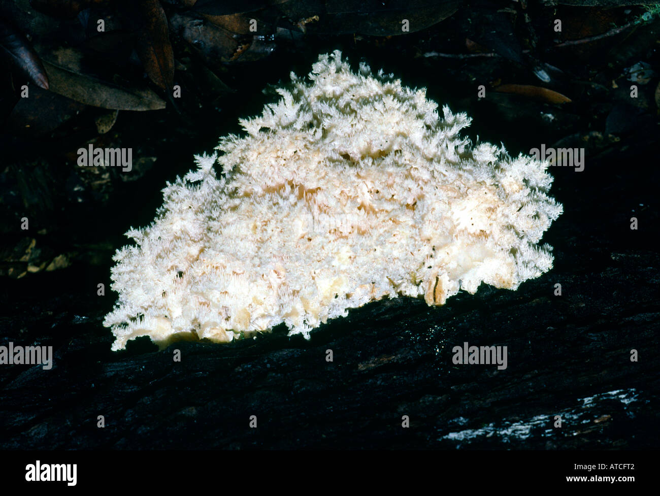 Tree Like Coral Stock Photos & Tree Like Coral Stock Images - Alamy