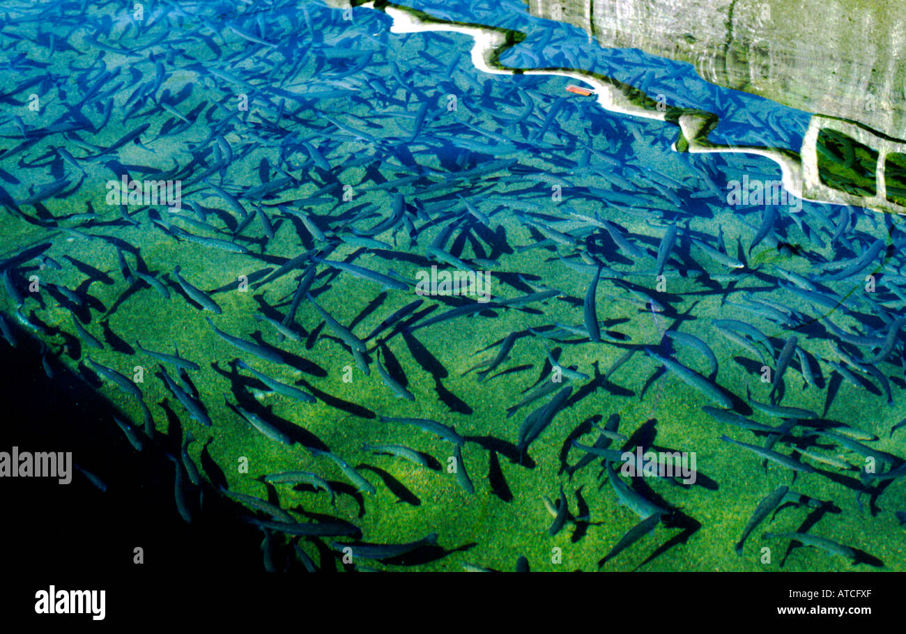 young trout at a California fish hatchery Stock Photo - Alamy