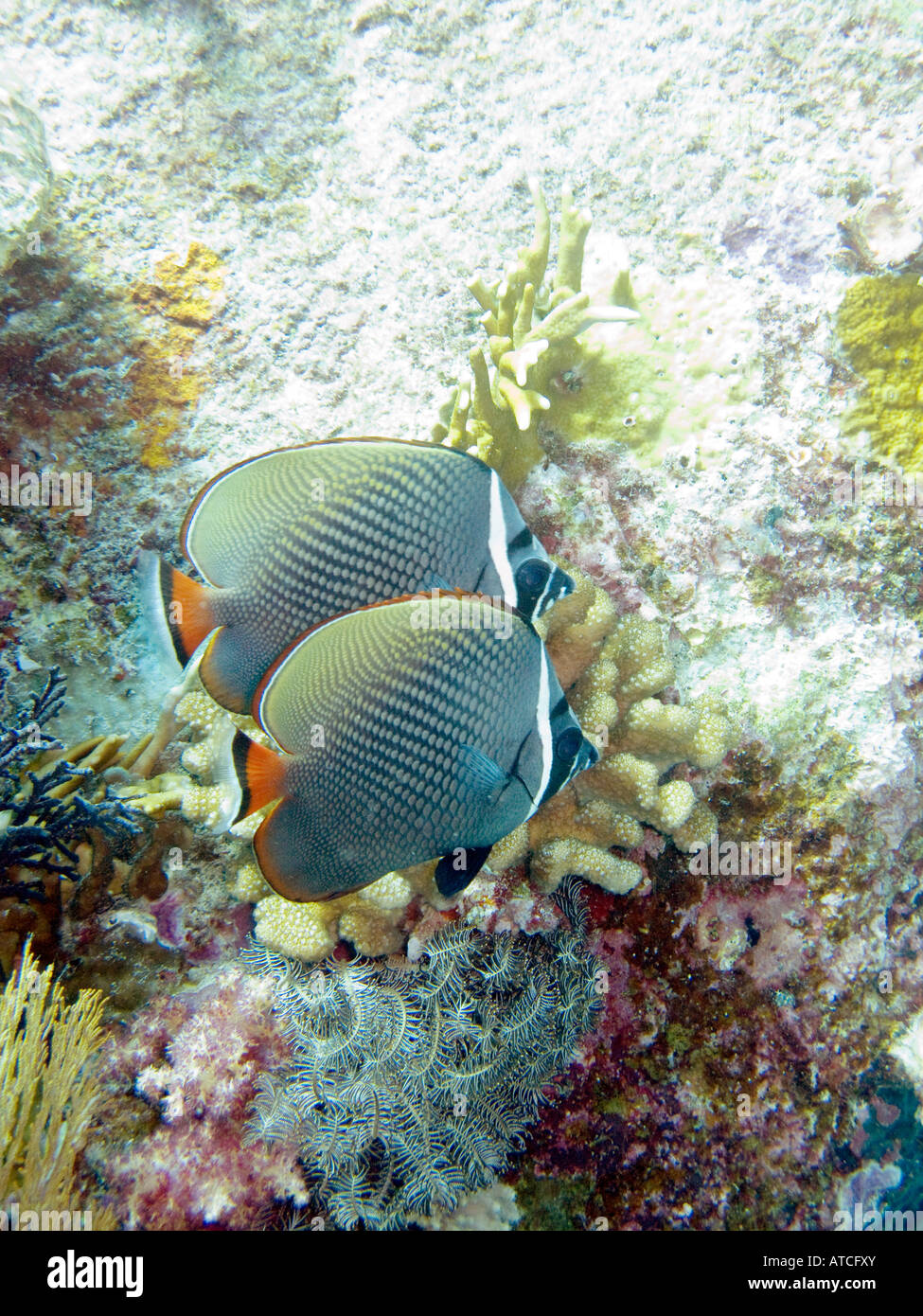 Two collared butterflyfish, Chaetodon collare, swimming above coral ...