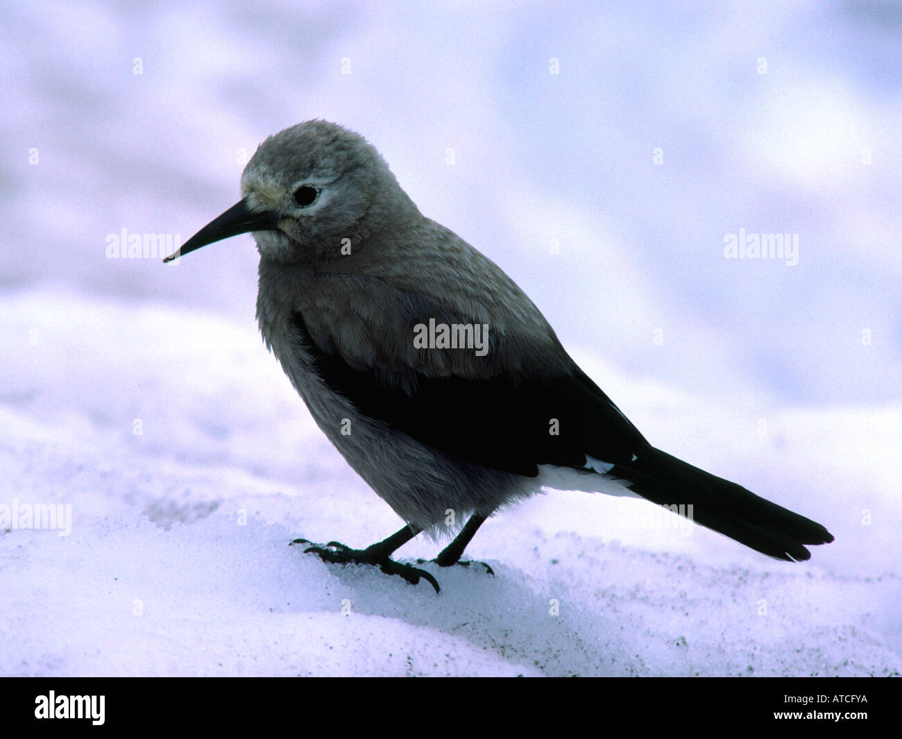 Clark's nutcracker crater lake hi-res stock photography and images - Alamy