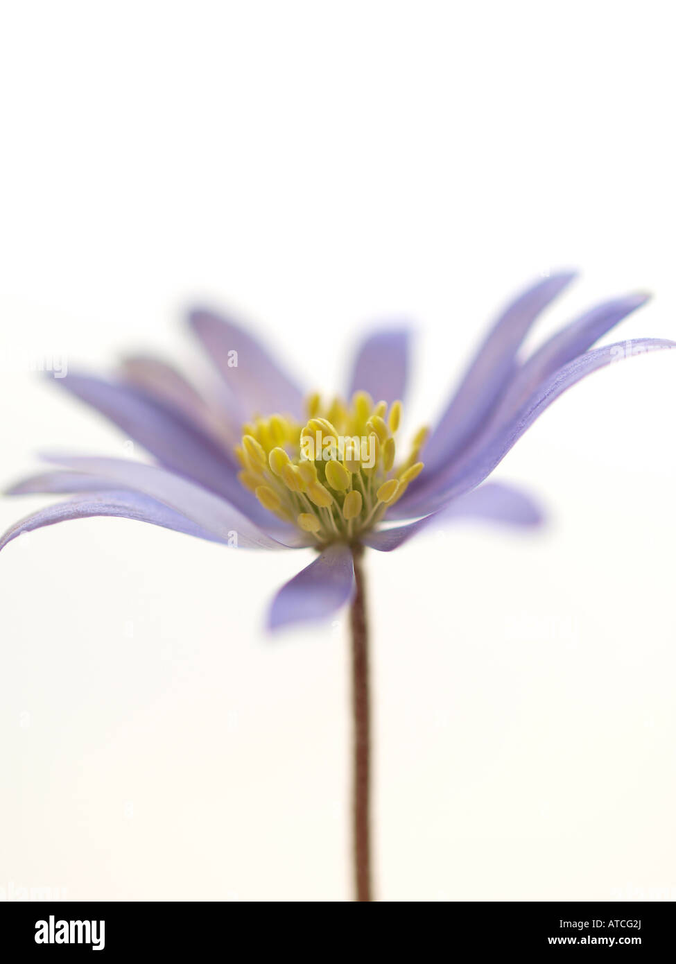 Anemone in close up Stock Photo - Alamy