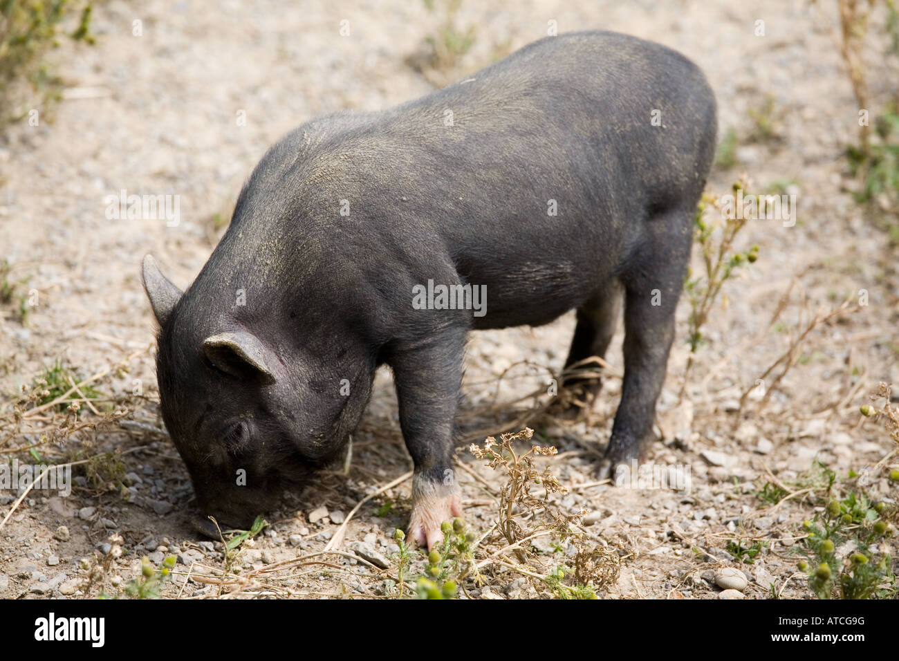 young pot-bellied pig Stock Photo - Alamy