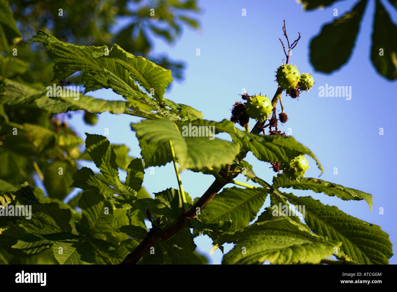 Conkers growing on a horse chestnut tree in . Woodbank Park, Stockport ...