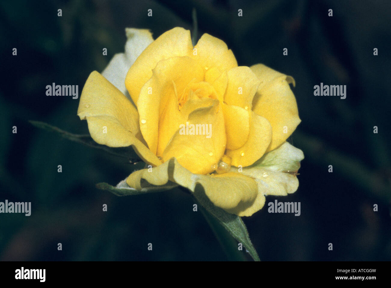 yellow rose on deep background Stock Photo - Alamy