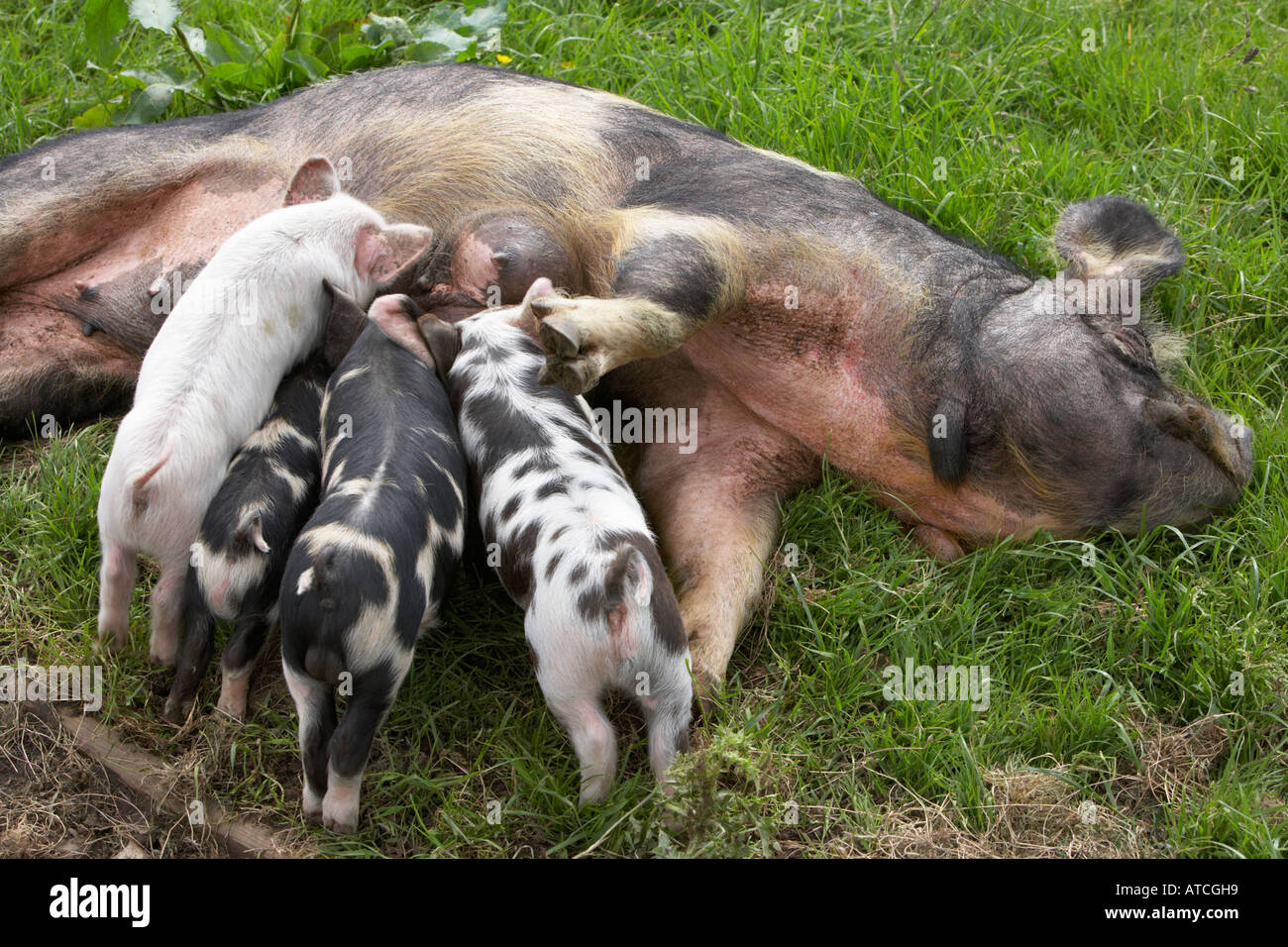 young piglets sucking milk from their mother pig Stock Photo - Alamy