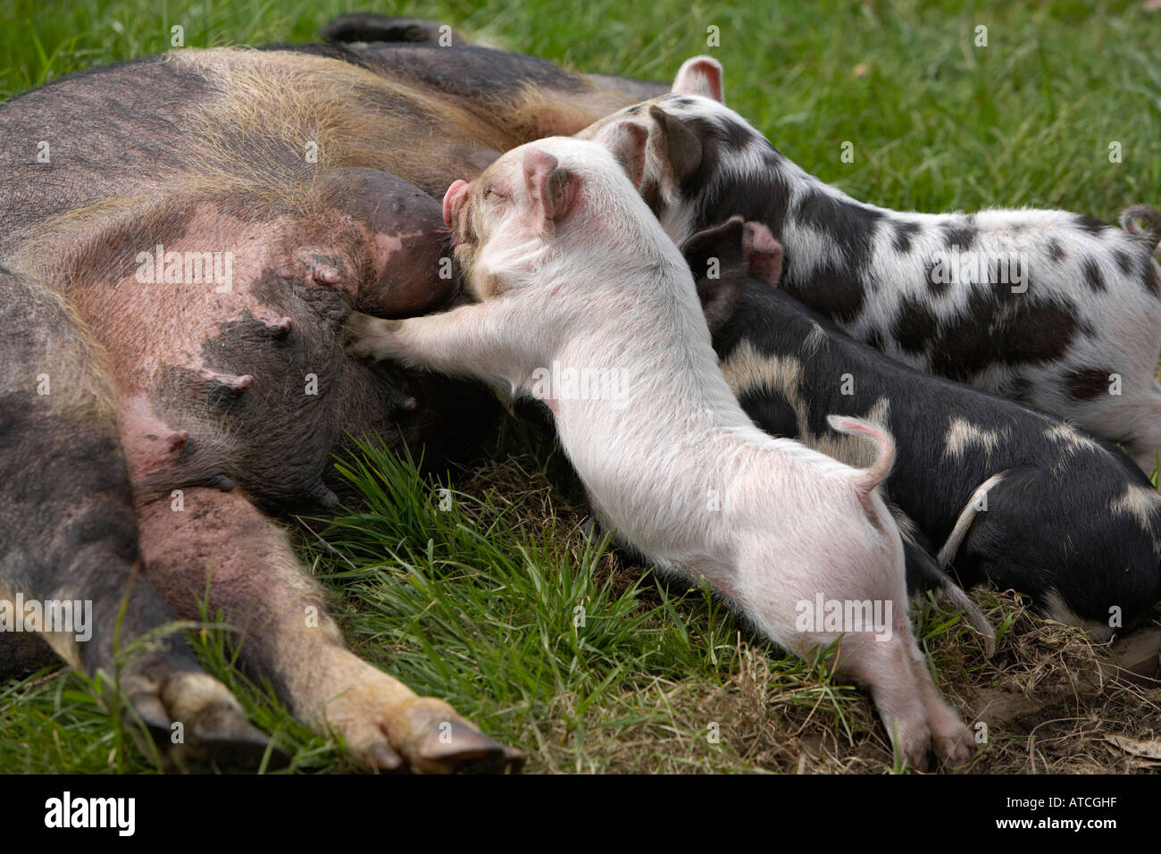 Hog babe hi-res stock photography and images - Alamy