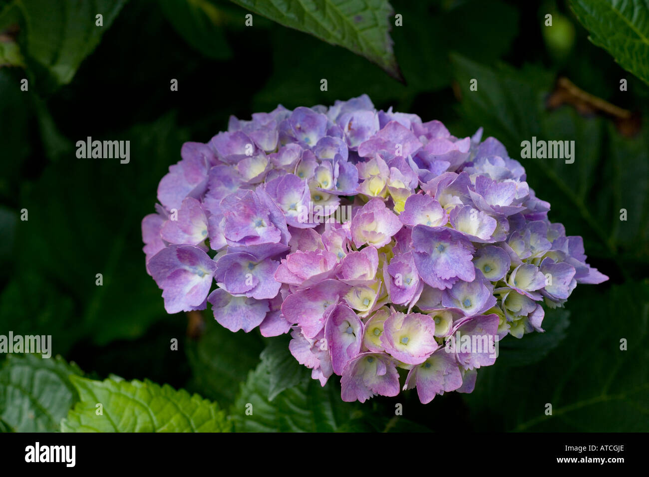 Hydrangea macrophylla altona hi-res stock photography and images - Alamy