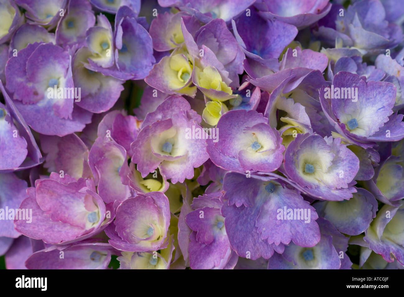 Hydrangea macrophylla altona hi-res stock photography and images - Alamy