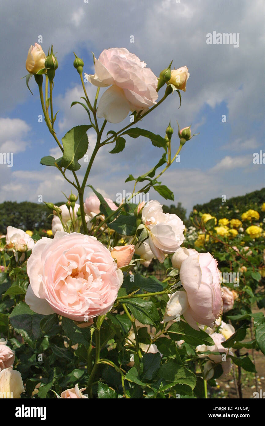 white, pink, red roses head blossom in holland The Netherlands european ...