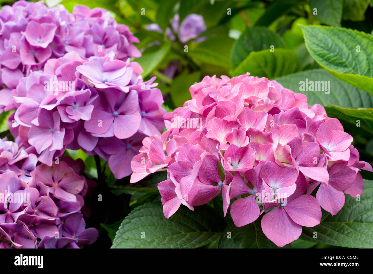 Hydrangea macrophylla King George Stock Photo - Alamy
