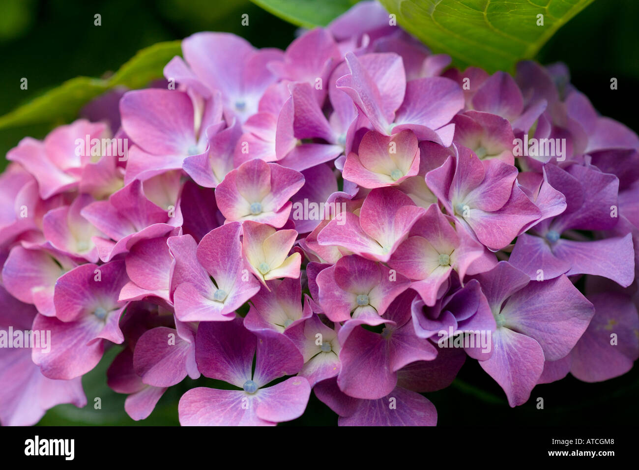 Hydrangea macrophylla King George Stock Photo - Alamy