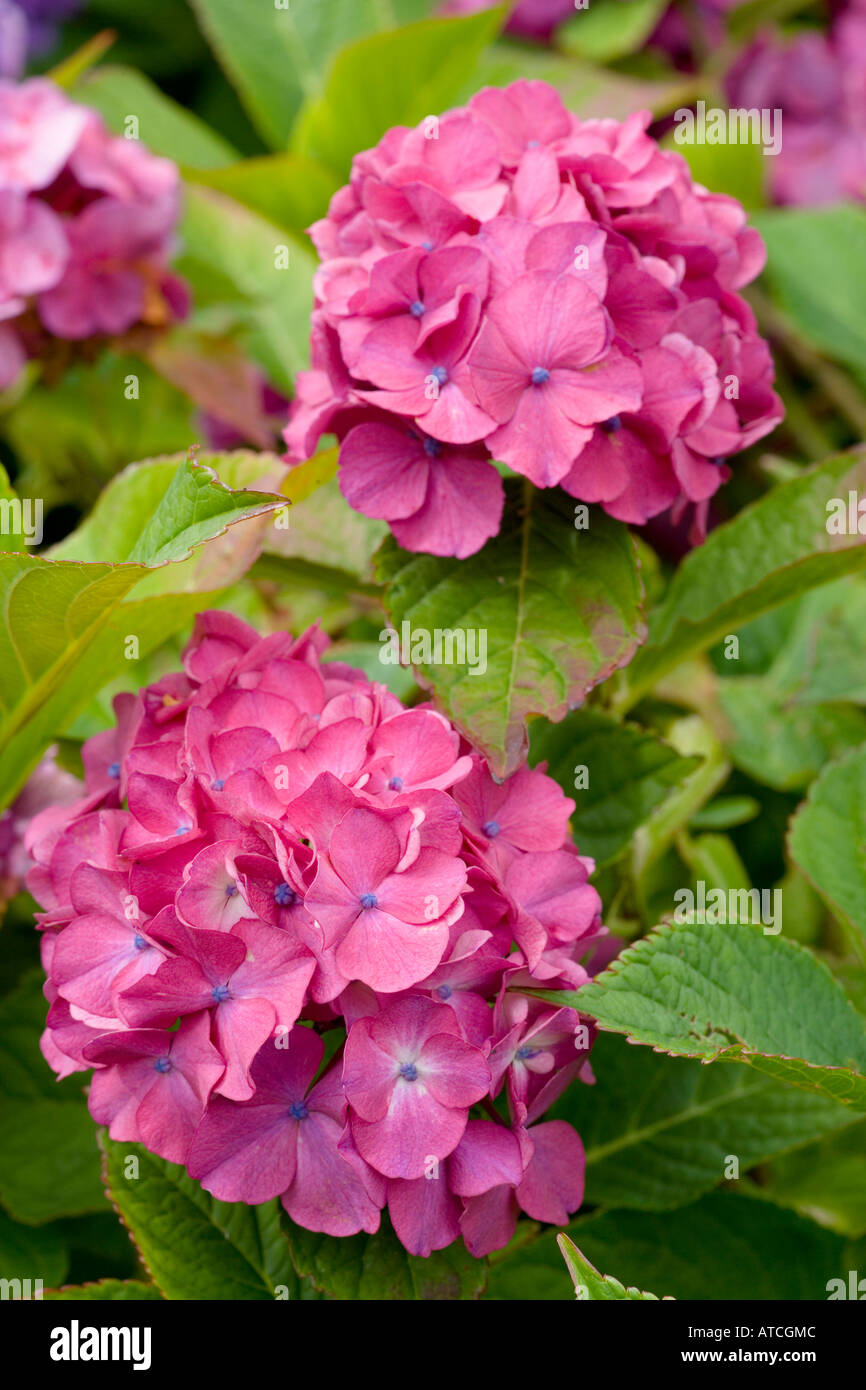 Princess bush hi-res stock photography and images - Alamy