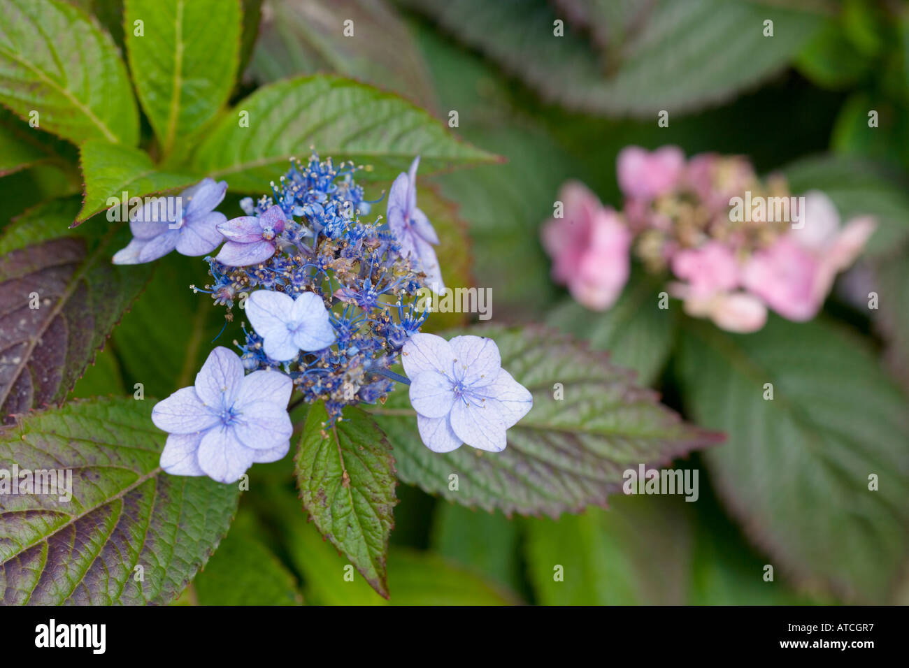 Hydrangea serrata Blue Billow Stock Photo - Alamy