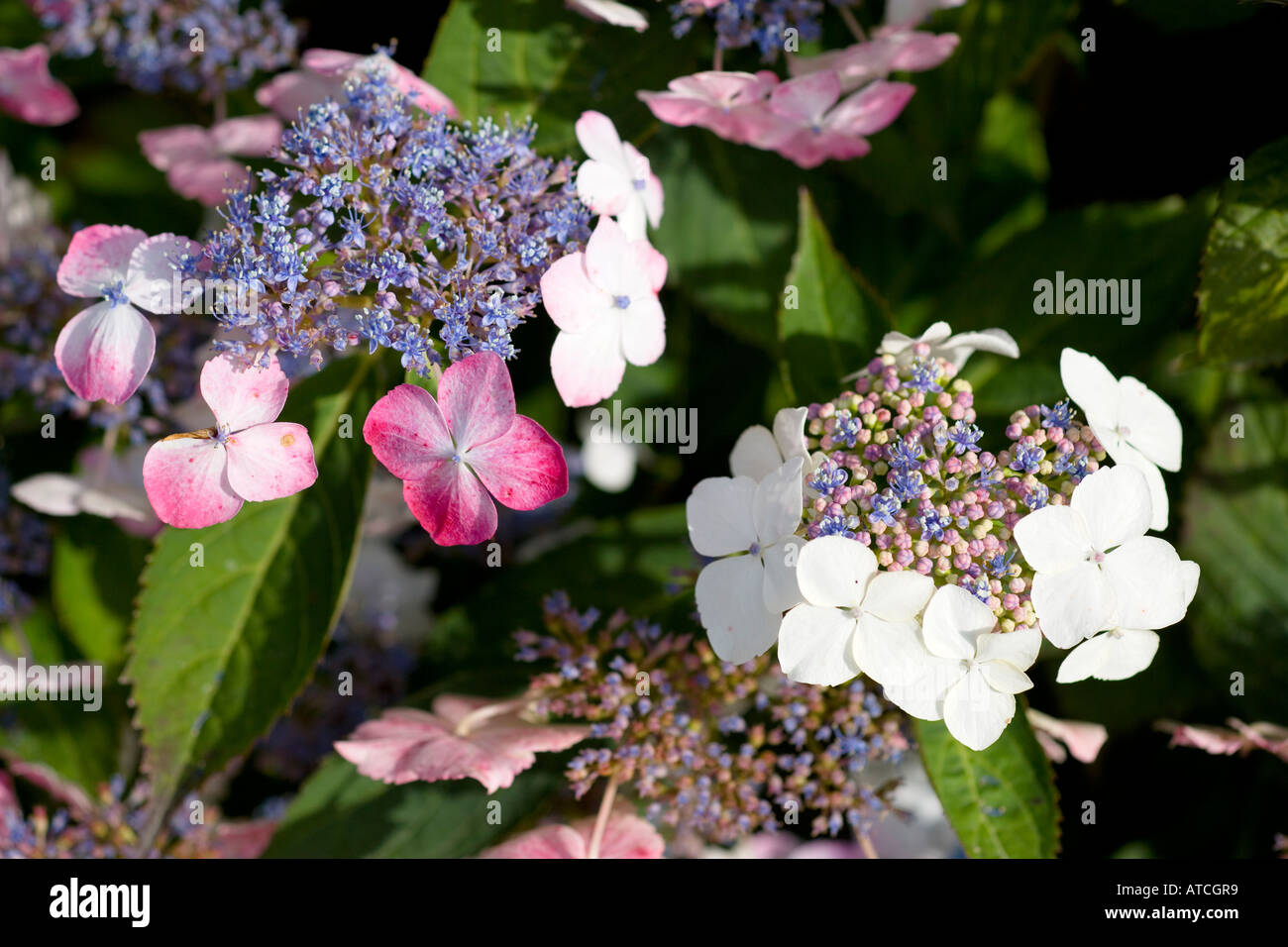Hydrangea macrophylla Tokyo Delight Stock Photo - Alamy