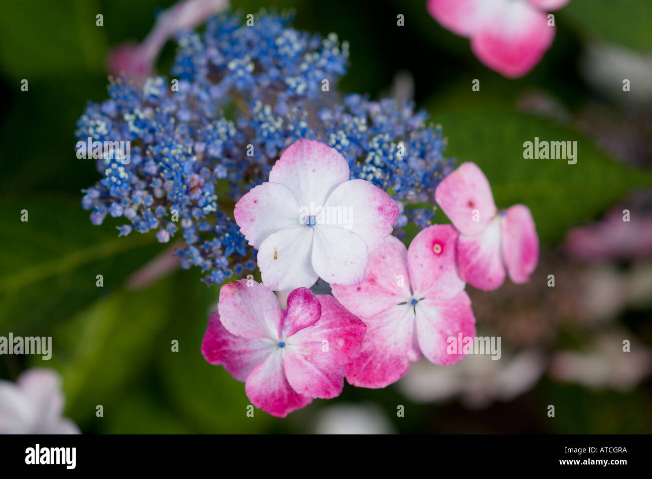 Hydrangea macrophylla Tokyo Delight Stock Photo - Alamy