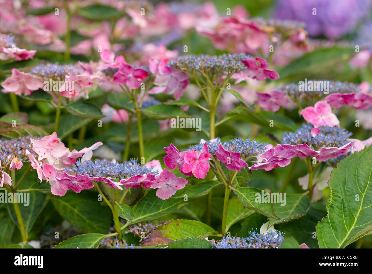 Hydrangea macrophylla Tokyo Delight Stock Photo - Alamy