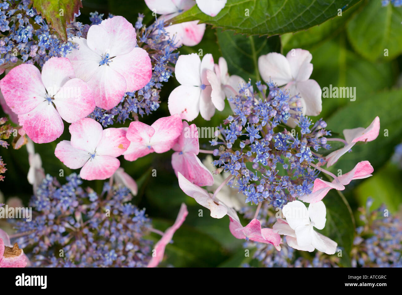 Hydrangea macrophylla Tokyo Delight Stock Photo - Alamy
