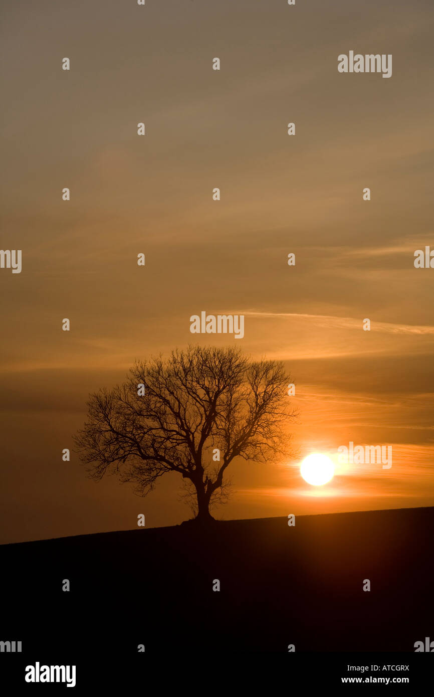 Sunset and trees, Northumberland, England, UK Stock Photo - Alamy
