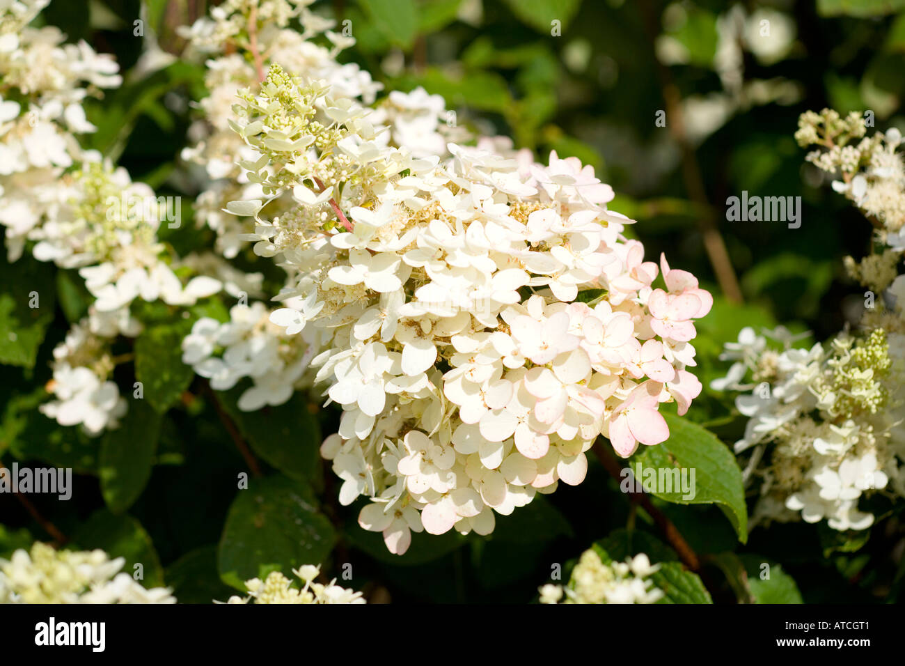 Hydrangea paniculata unique hi-res stock photography and images - Alamy
