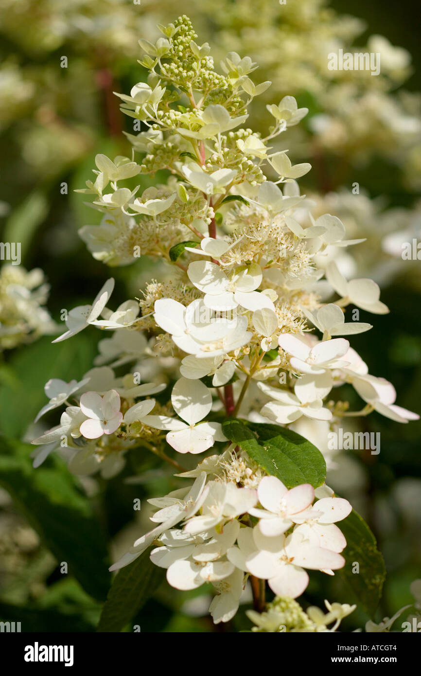 Hydrangea paniculata Unique Stock Photo - Alamy