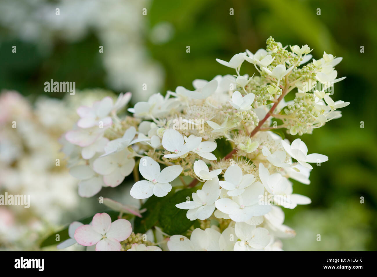 Hydrangea paniculata Unique Stock Photo - Alamy