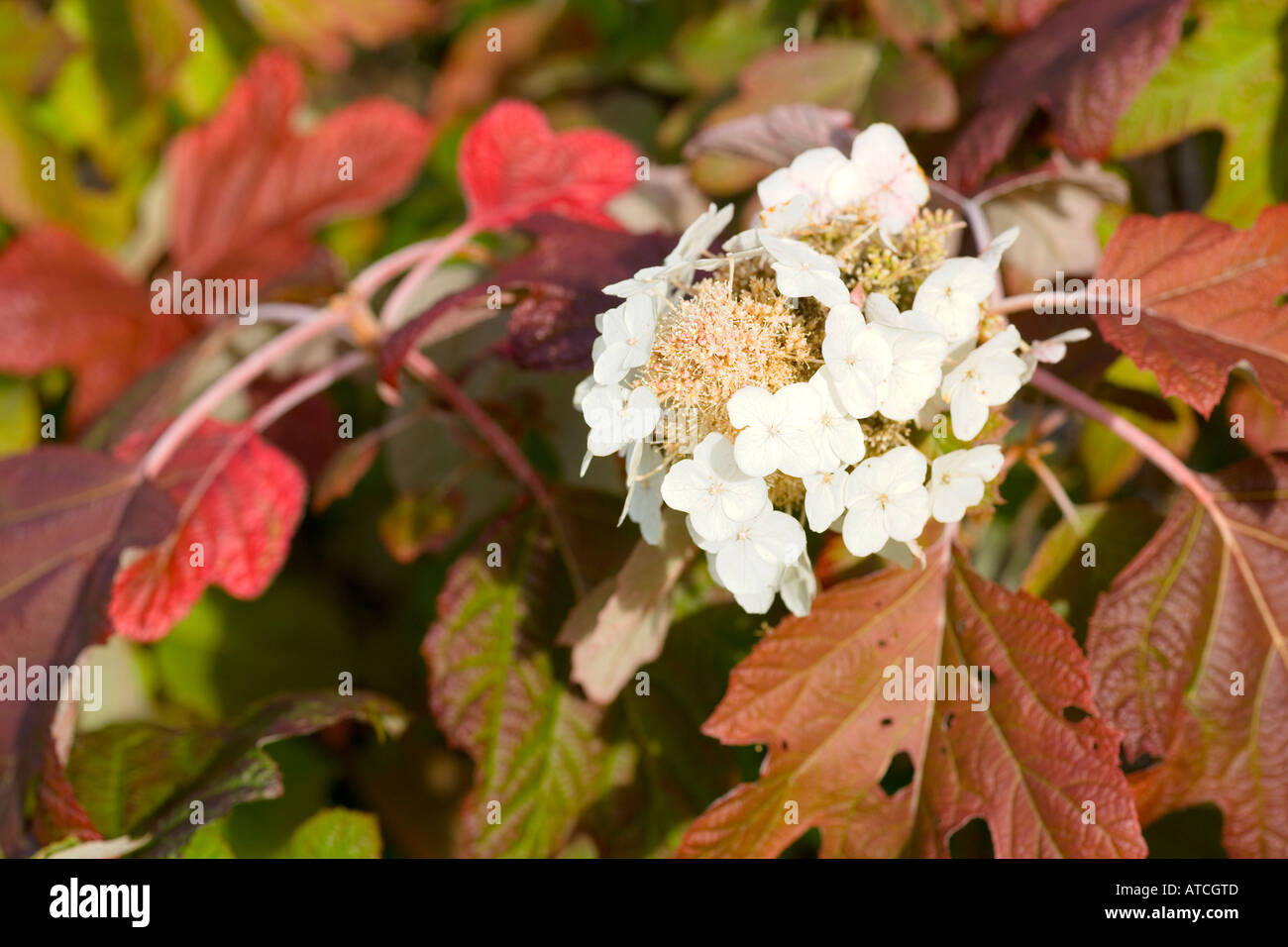 Hydrangea quercifolia garden hi-res stock photography and images - Alamy