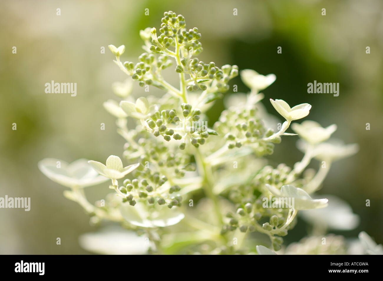 Hydrangea paniculata Greenspire Stock Photo - Alamy