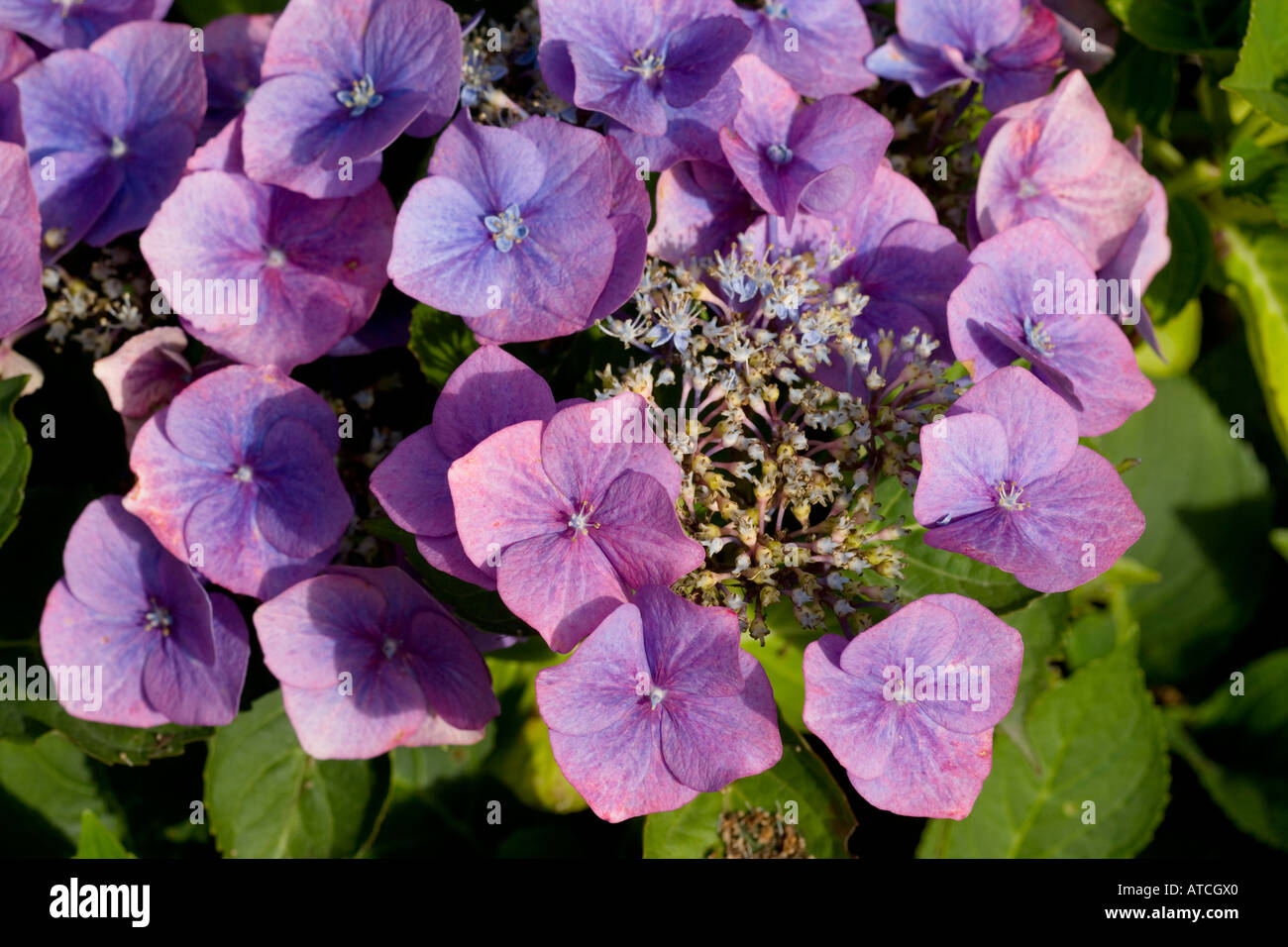 Hydrangea macrophylla Eisvogel Stock Photo - Alamy