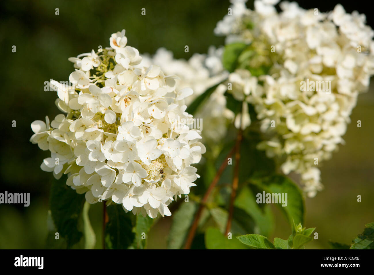 Hydrangea paniculata White Moth Stock Photo - Alamy