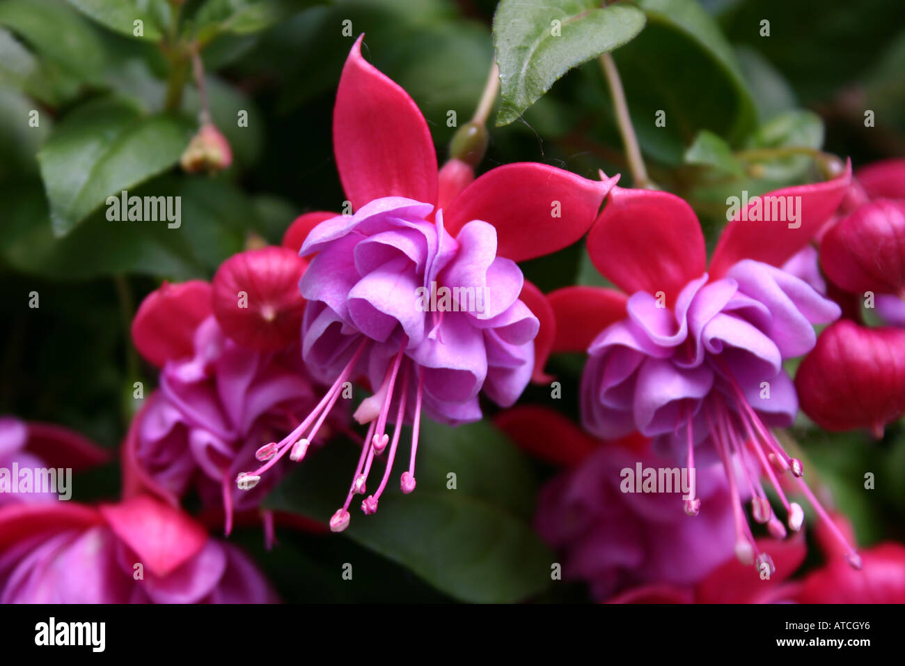 Fuchsia red close hi-res stock photography and images - Alamy