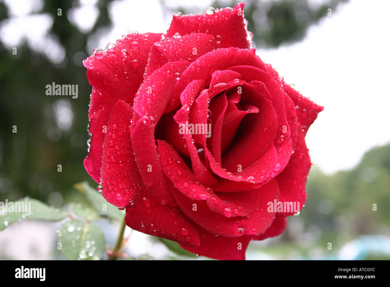 Rose rain drop hi-res stock photography and images - Alamy