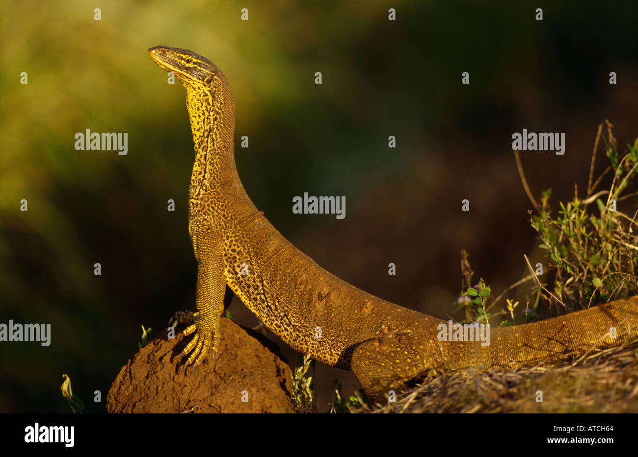 Goulds Monitor (Varanus gouldii), Australian lizard Stock Photo - Alamy
