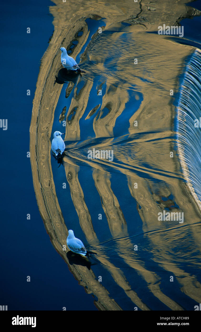 Wildlife Stock Photos & Images from Alamy