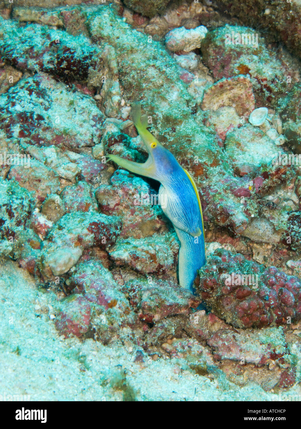 Male ribbon eel, Rhinomuraena quaesita. Blue with yellow fins. February ...