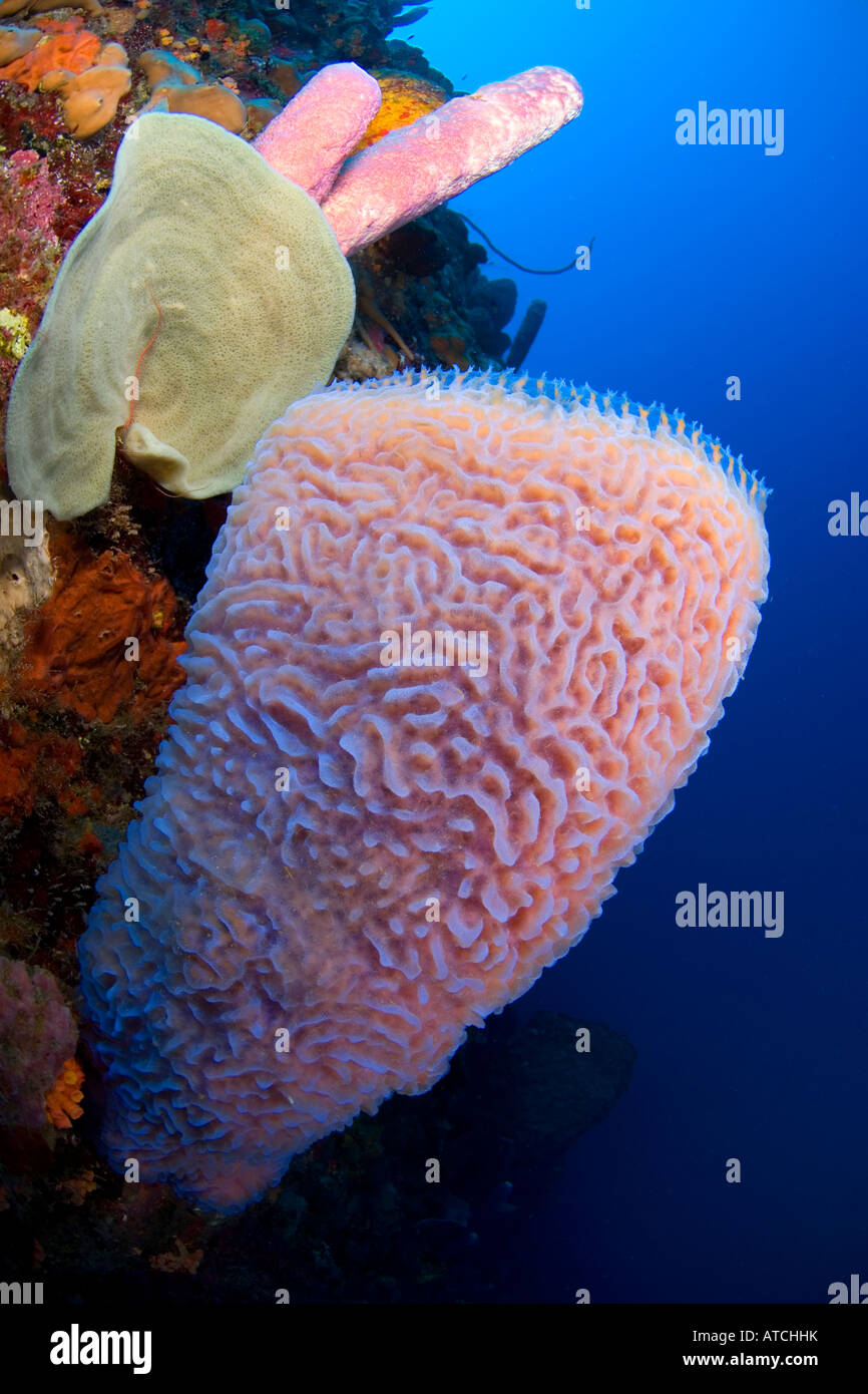 Saba Coral reef, underwater, sponge, coral reef, tropical reef, ocean ...