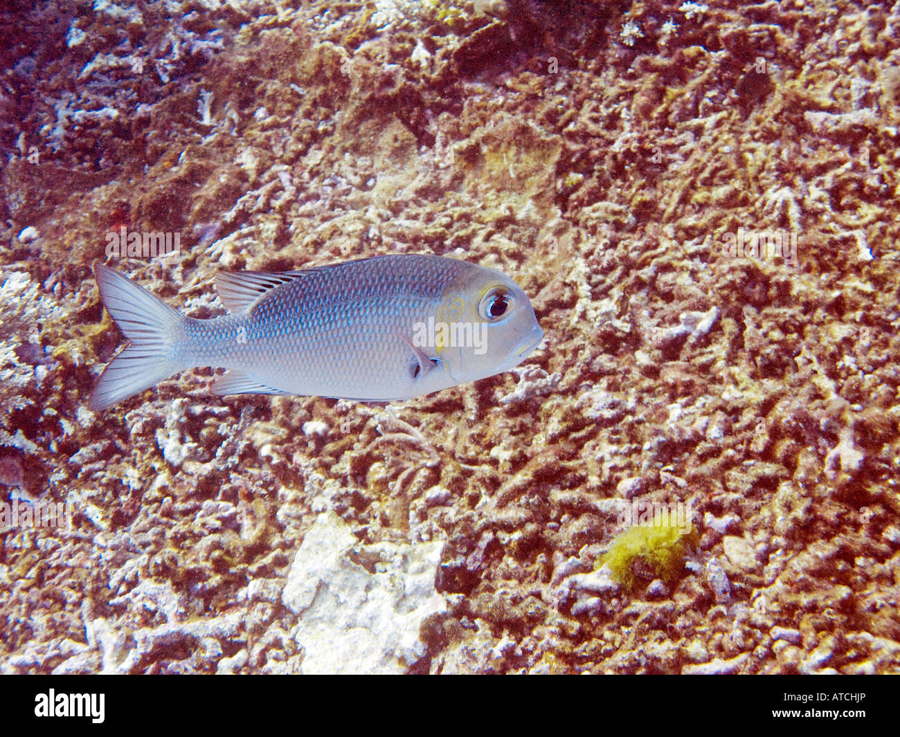 Bigeye emperor, Monotaxis grandoculis February 7 2008. Koh Bon, Andaman ...