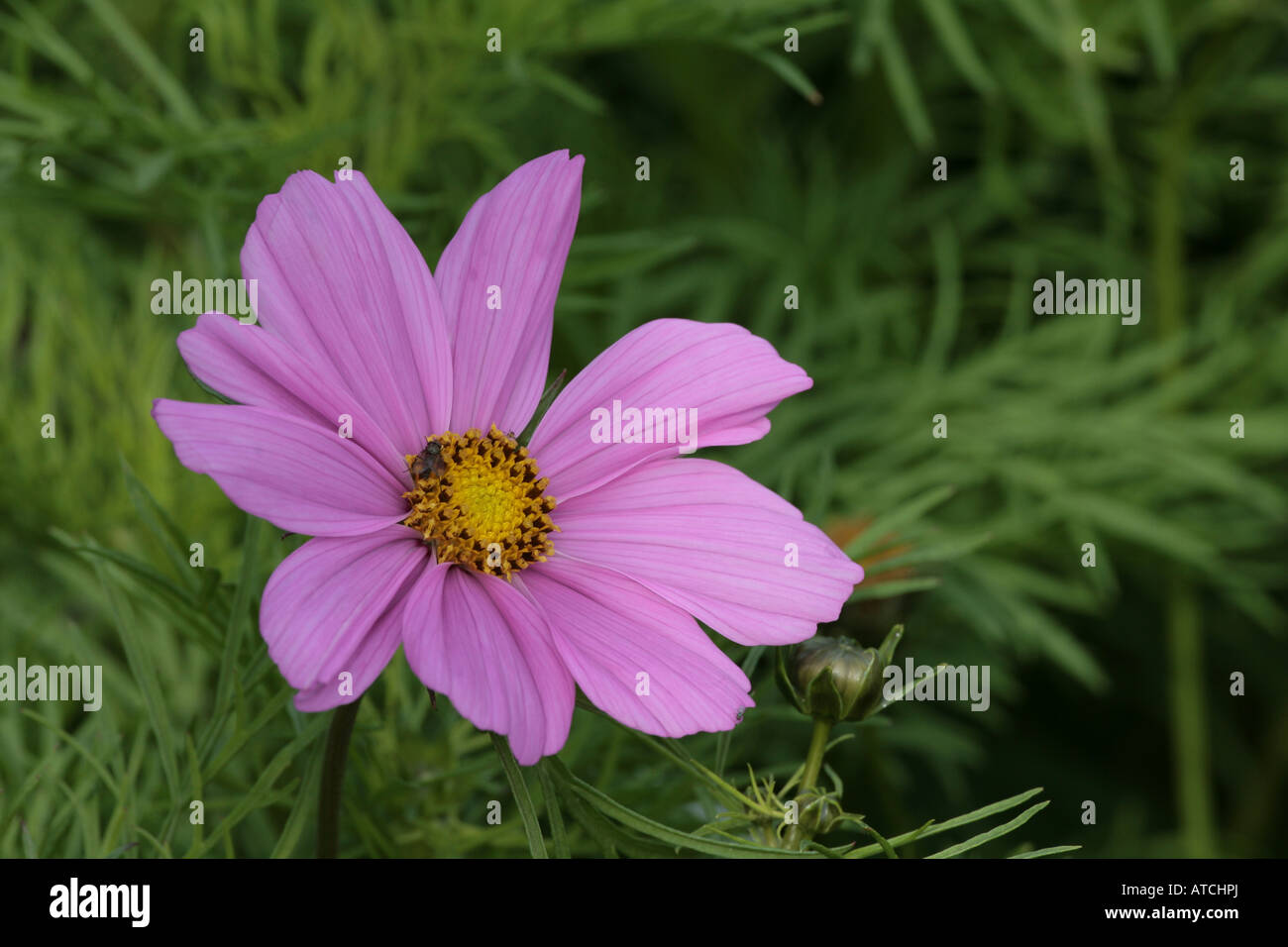 Pink Cosmos flower Stock Photo - Alamy
